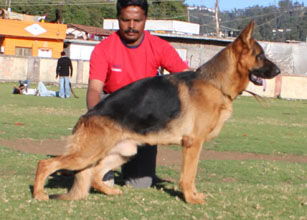 German shepherd dogs Imported From Germany