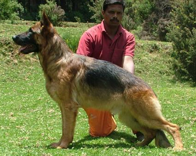 German shepherd Stud dogs in India, German Shepherd Males For Stud ...